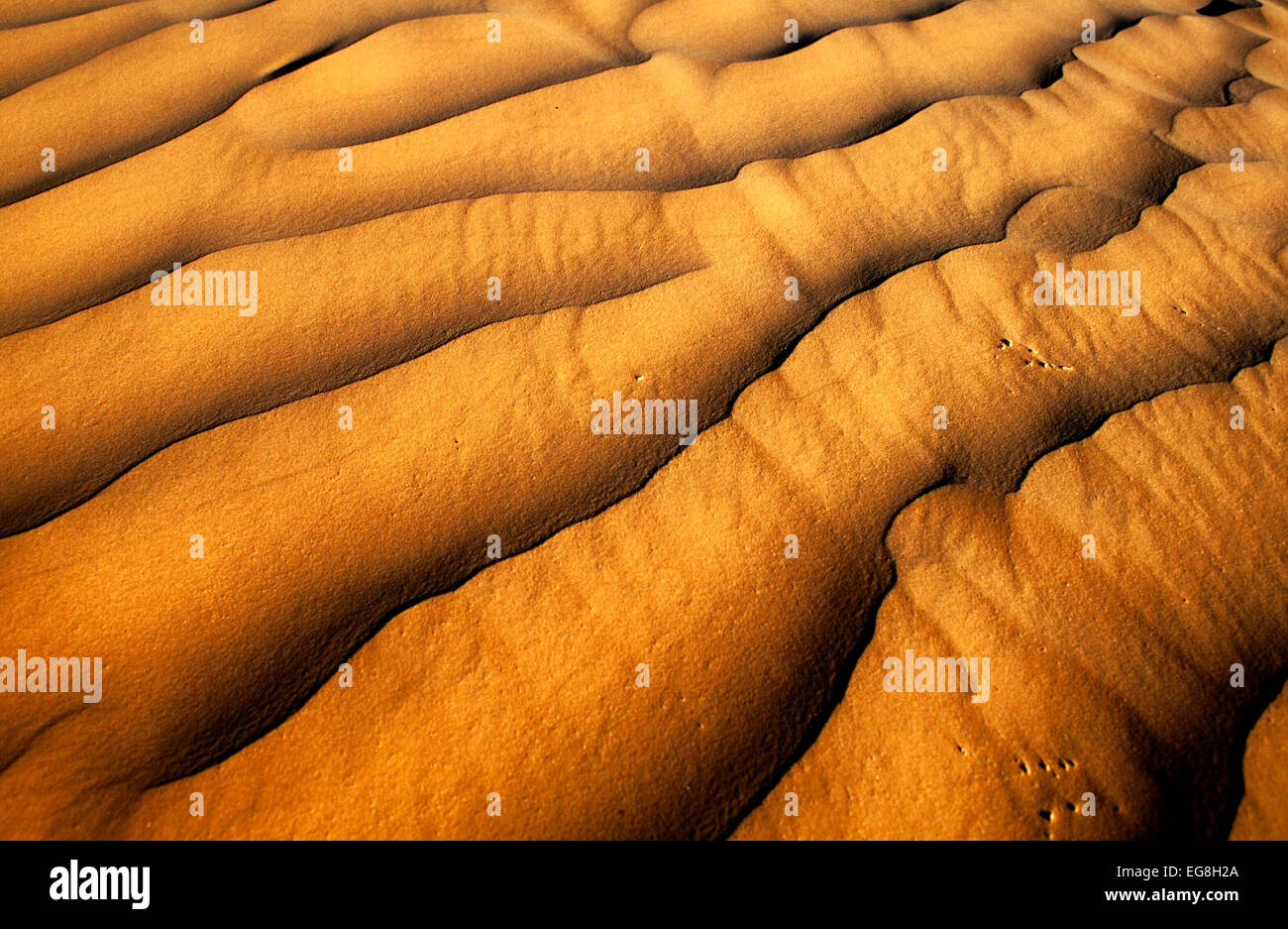 sand ripples in the Sahara desert.Morocco,Africa Stock Photo - Alamy