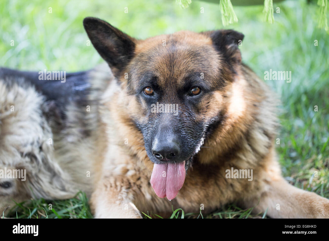 German shepherd with red collar hi-res stock photography and images - Alamy