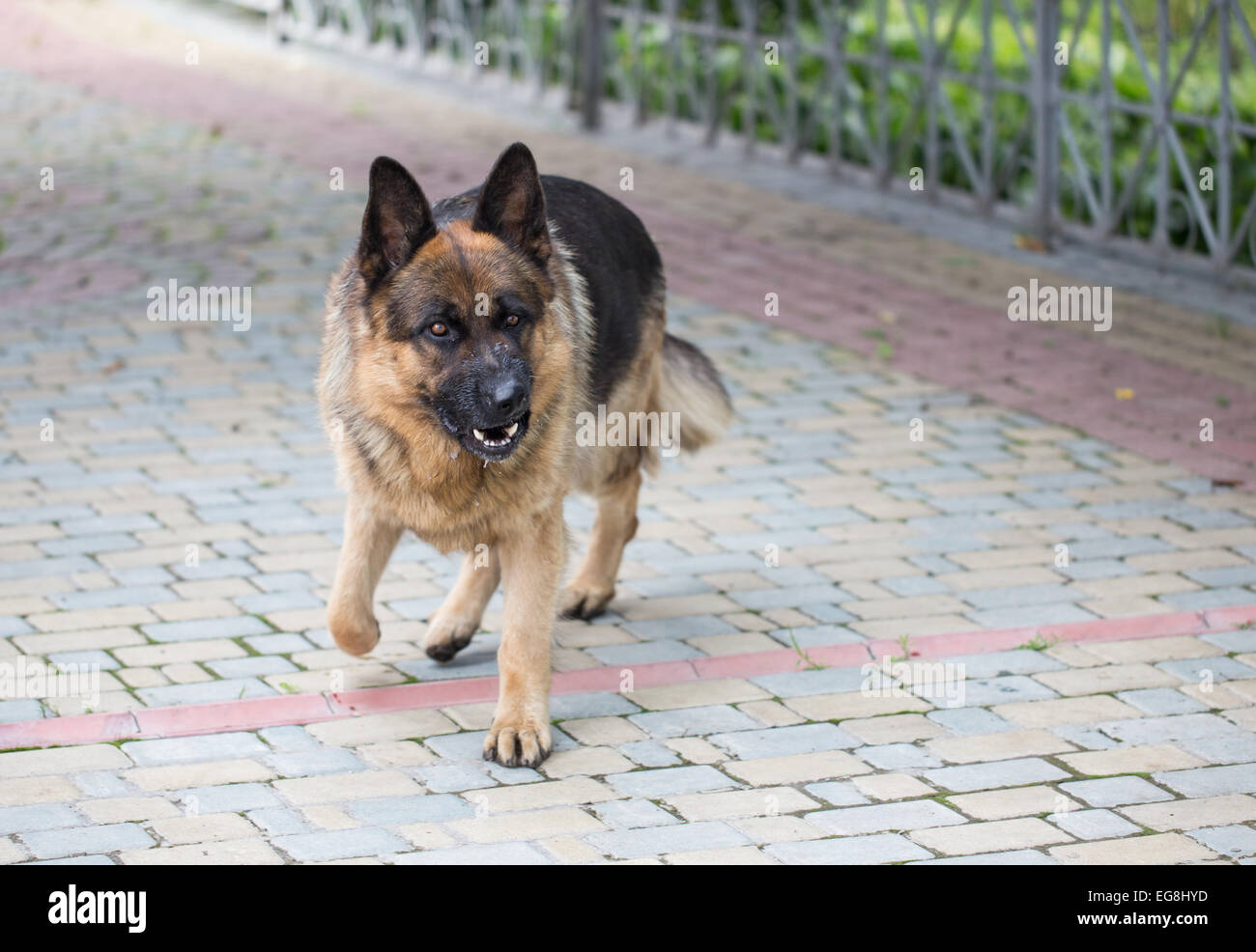 German Shepherd Dog outdoors day Stock Photo - Alamy