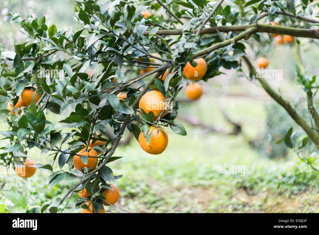 Mandarin orange tree trees hi-res stock photography and images - Alamy