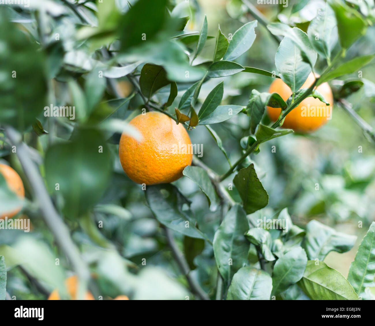 Oranges on trees at an orange farm Stock Photo - Alamy