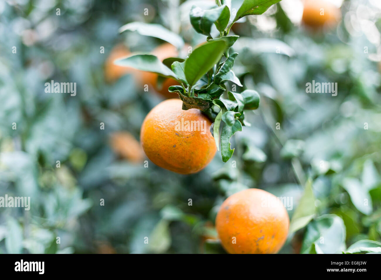 Oranges on trees at an orange farm Stock Photo - Alamy