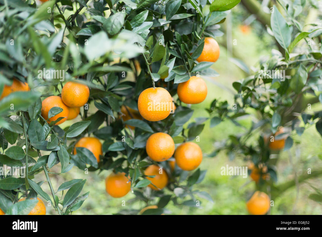 Oranges on trees at an orange farm Stock Photo - Alamy