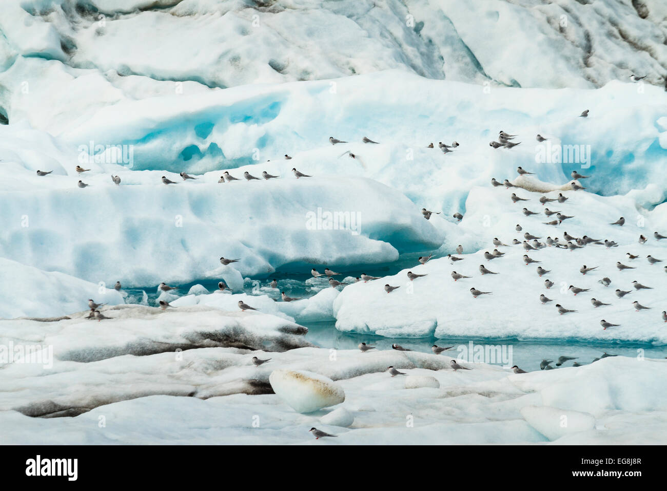 Arctic tern flock on ice (Sterna paradisaea). Jokulsarlon glacial lake ...
