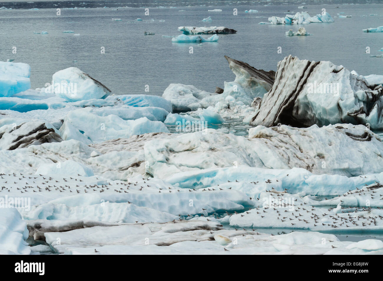 Arctic tern flock on ice (Sterna paradisaea). Jokulsarlon glacial lake ...