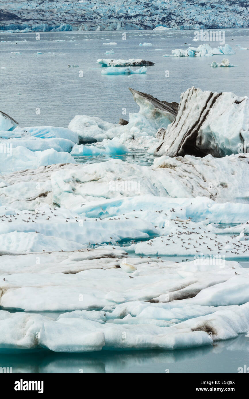 Arctic tern flock on ice (Sterna paradisaea). Jokulsarlon glacial lake ...