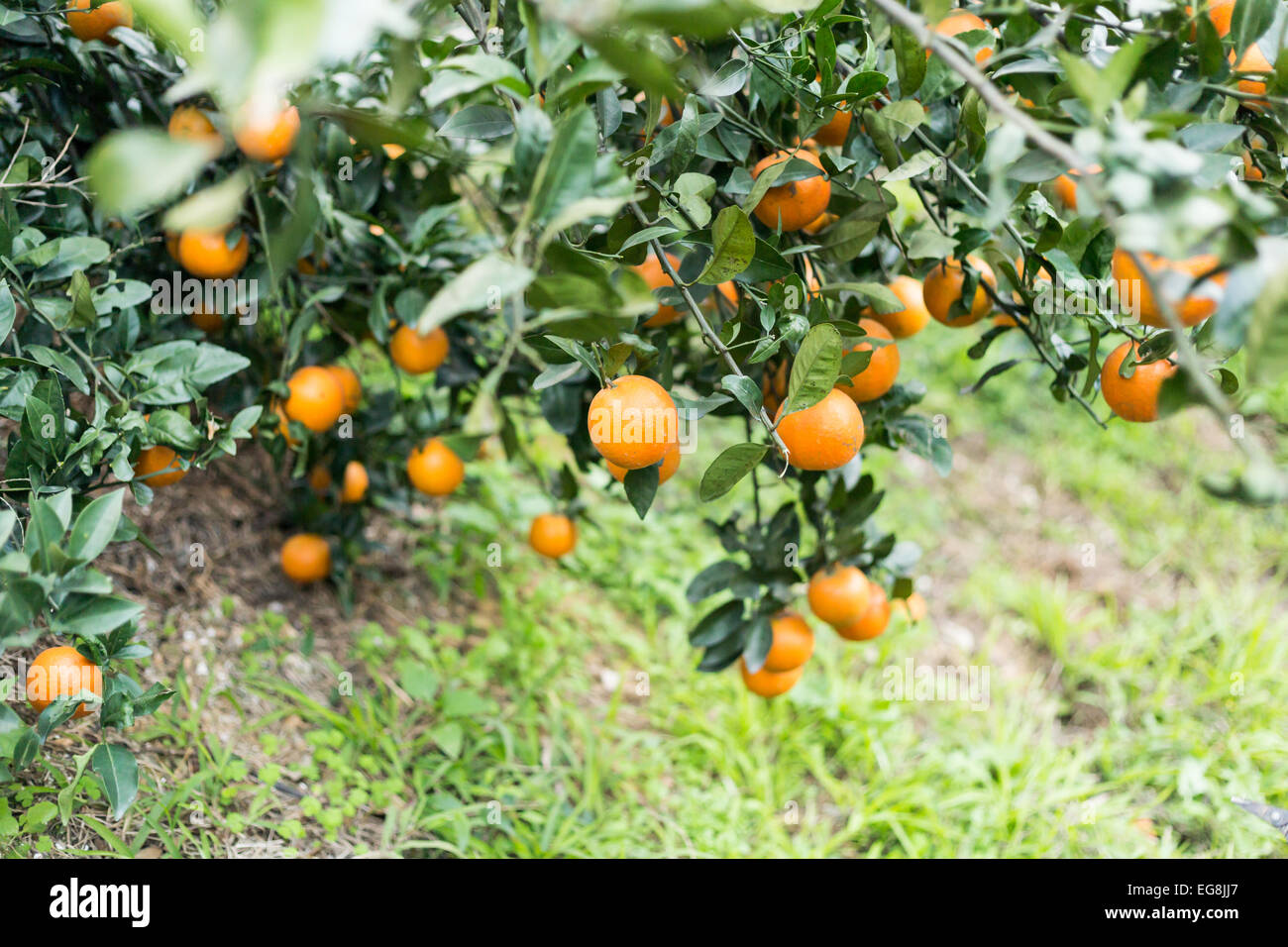 Oranges on trees at an orange farm Stock Photo - Alamy