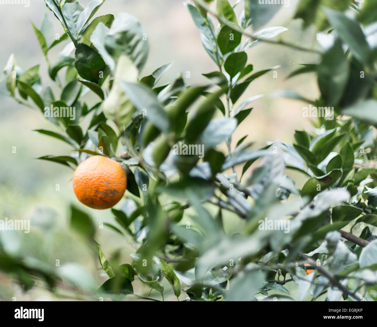 Chinese orange trees hi-res stock photography and images - Alamy