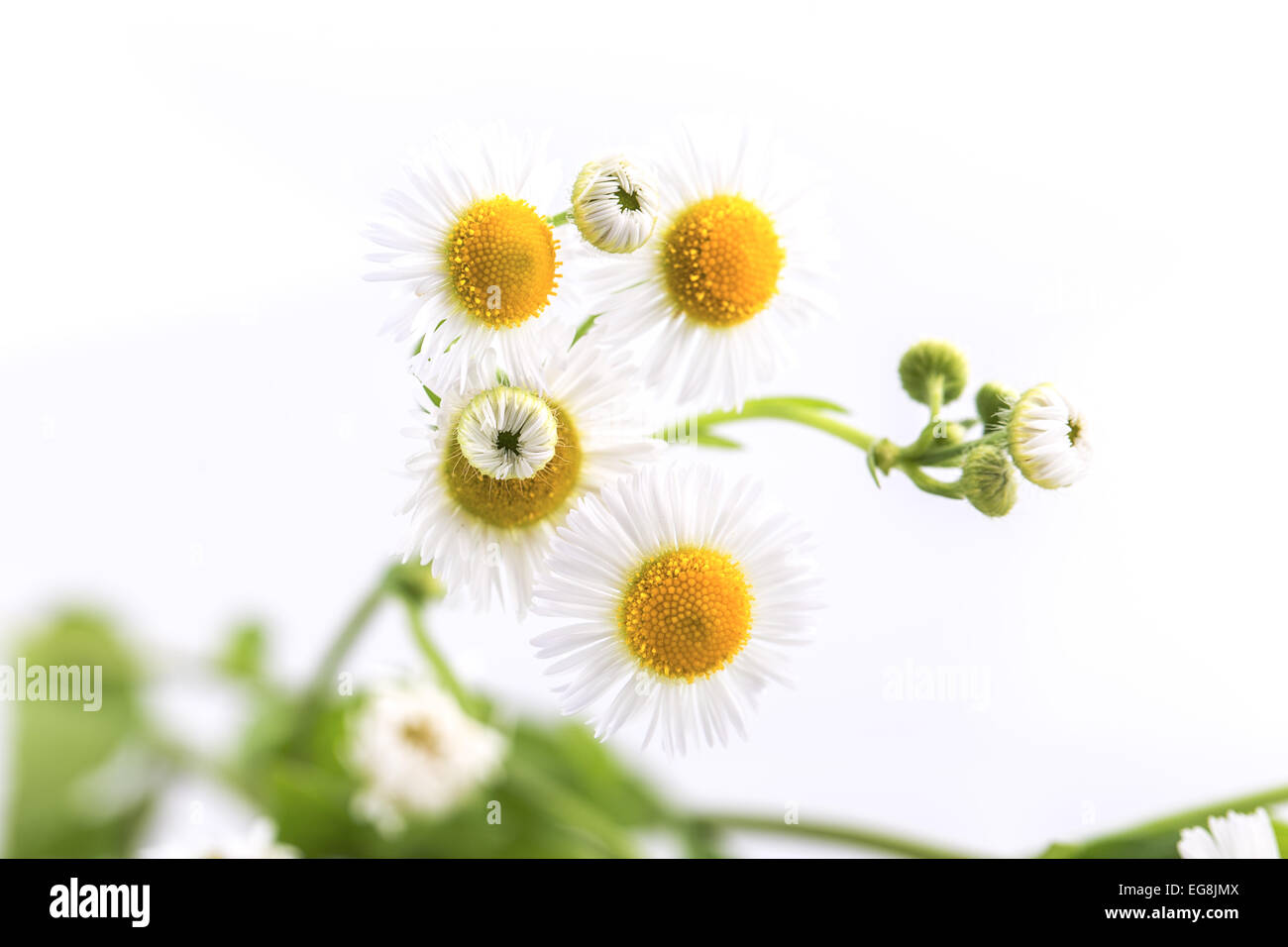 daisy white flower isolated flowers daisies Stock Photo - Alamy