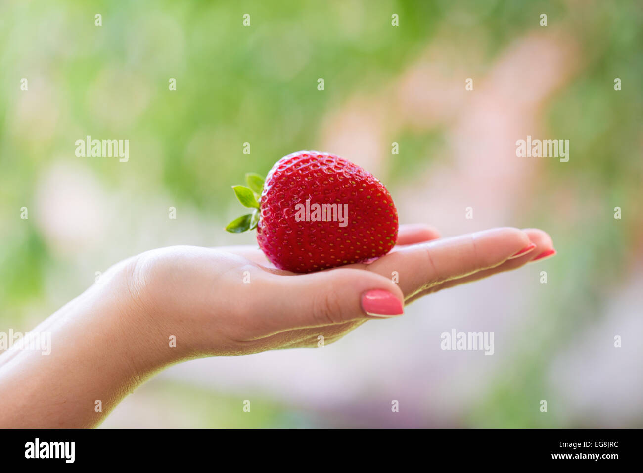 strawberry hands strawberries fresh child healthy green hand Stock ...