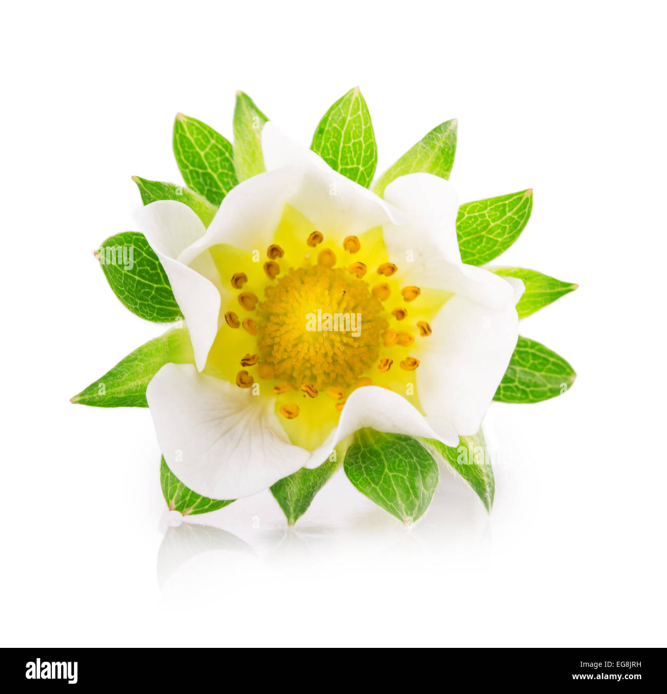strawberry flower white isolated plant background Stock Photo - Alamy