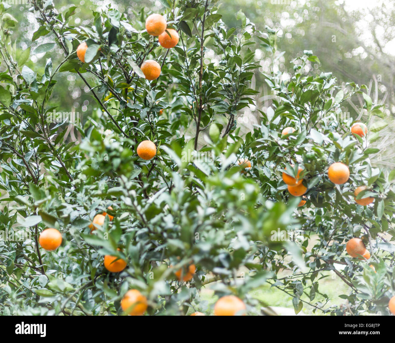 Oranges on trees at an orange farm Stock Photo - Alamy