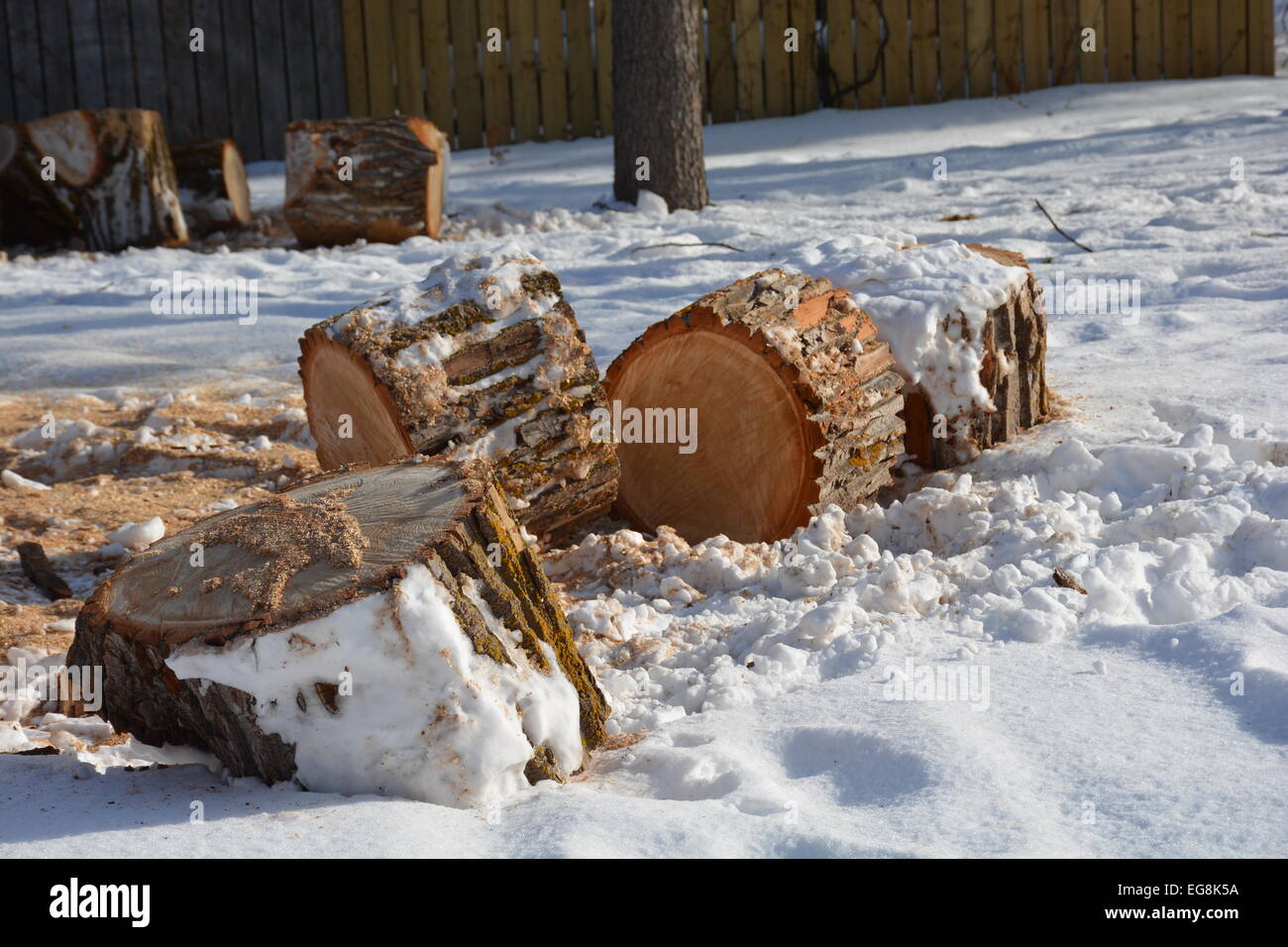Fallen cut tree hi-res stock photography and images - Alamy