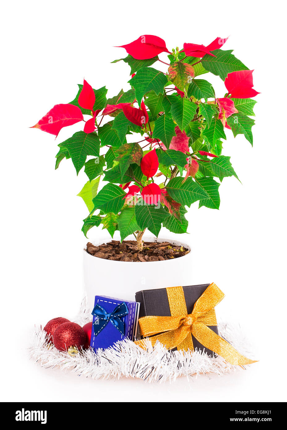 Christmas star gift box flowerpot Isolated on white background Stock ...