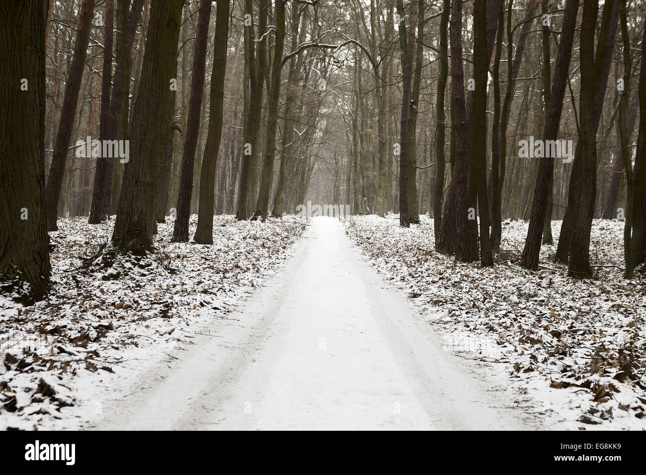 winter in forest or snowy rural road Stock Photo - Alamy