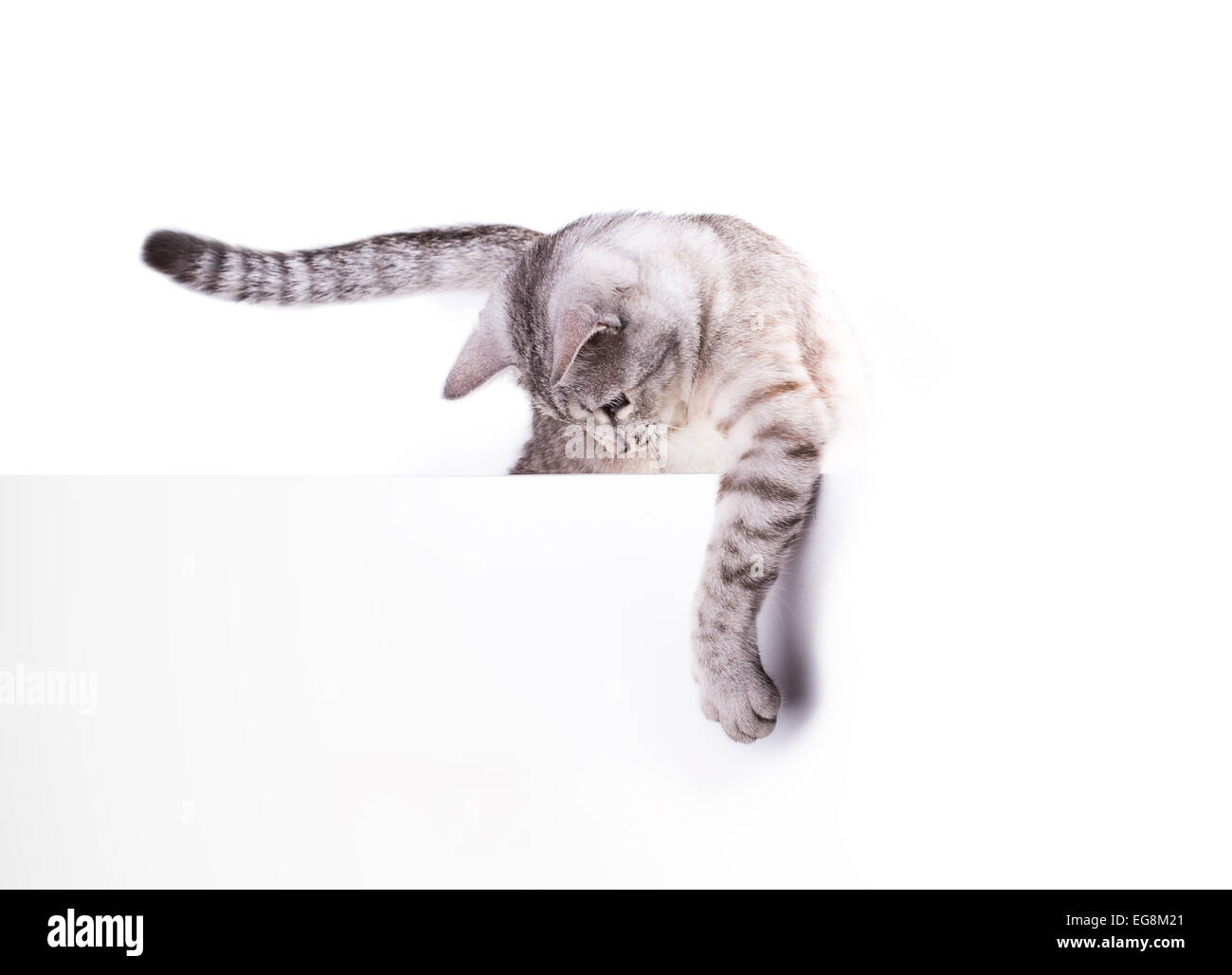 cat kitten isolated blank poster background Stock Photo - Alamy