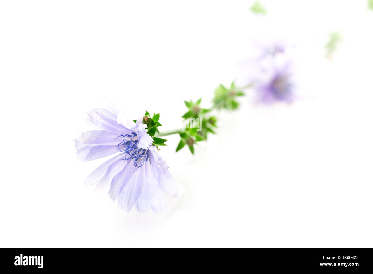 flower flowers isolated white background floral Stock Photo - Alamy
