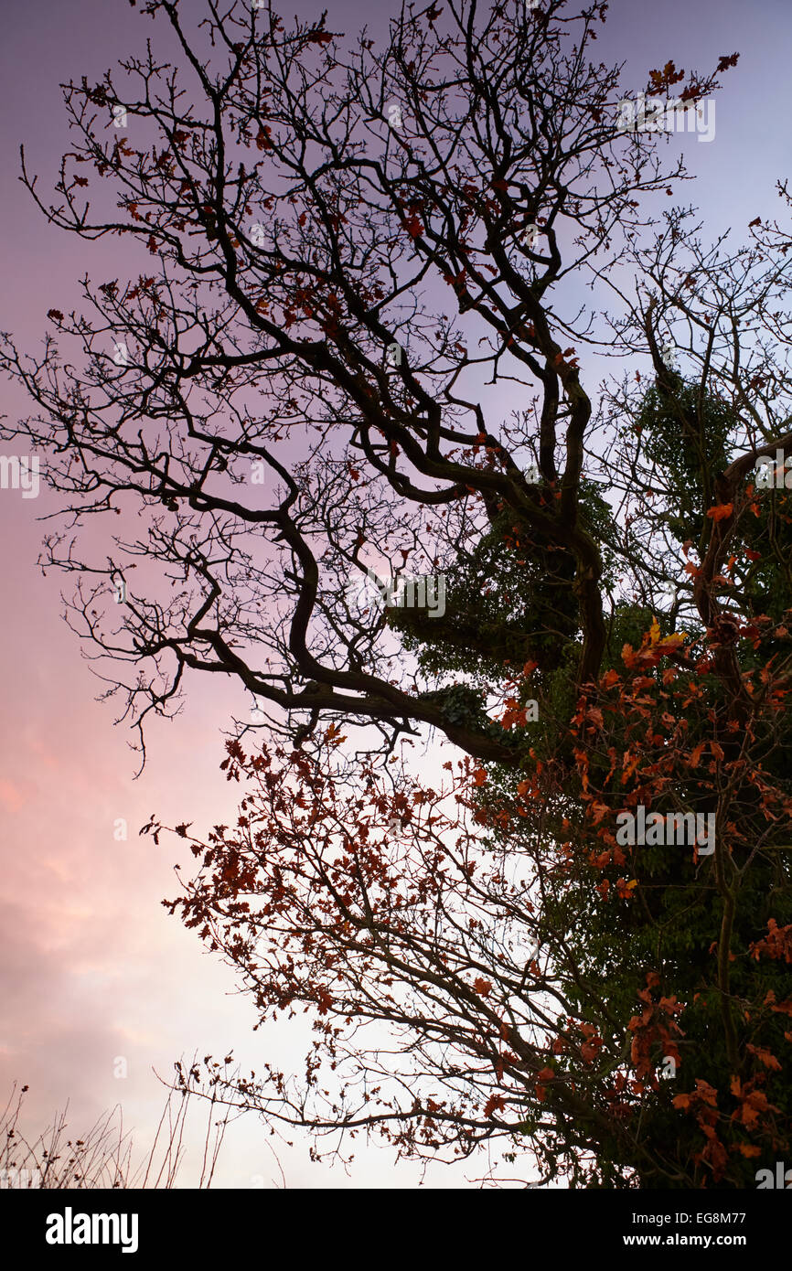 Tree fall autumn branches hi-res stock photography and images - Alamy