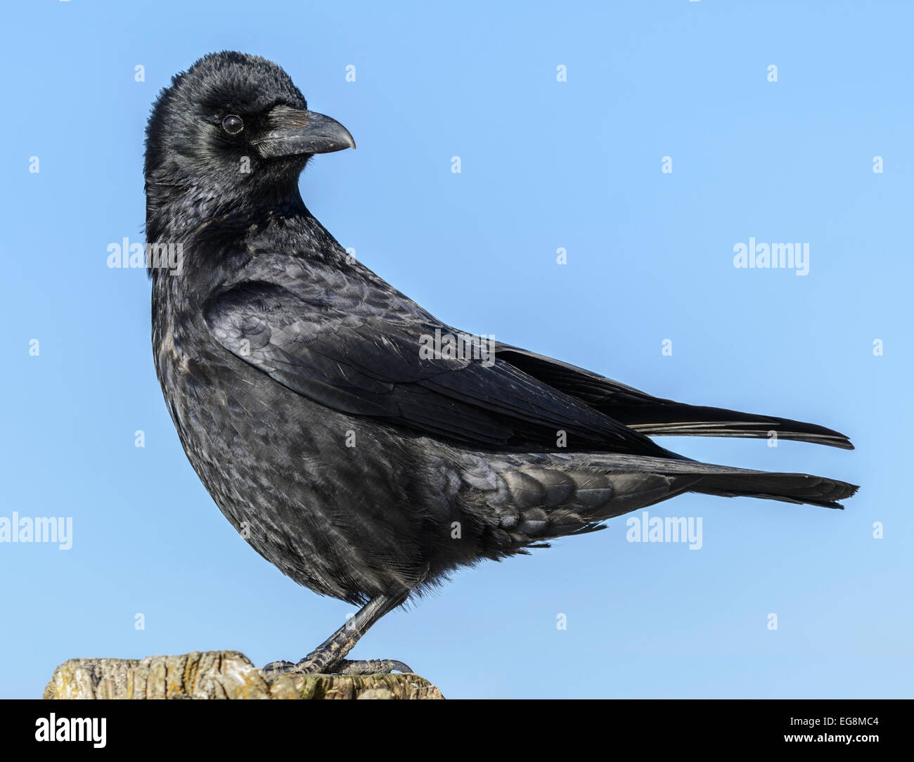 Carrion Crow Uk Stock Photos Carrion Crow Uk Stock Images Alamy