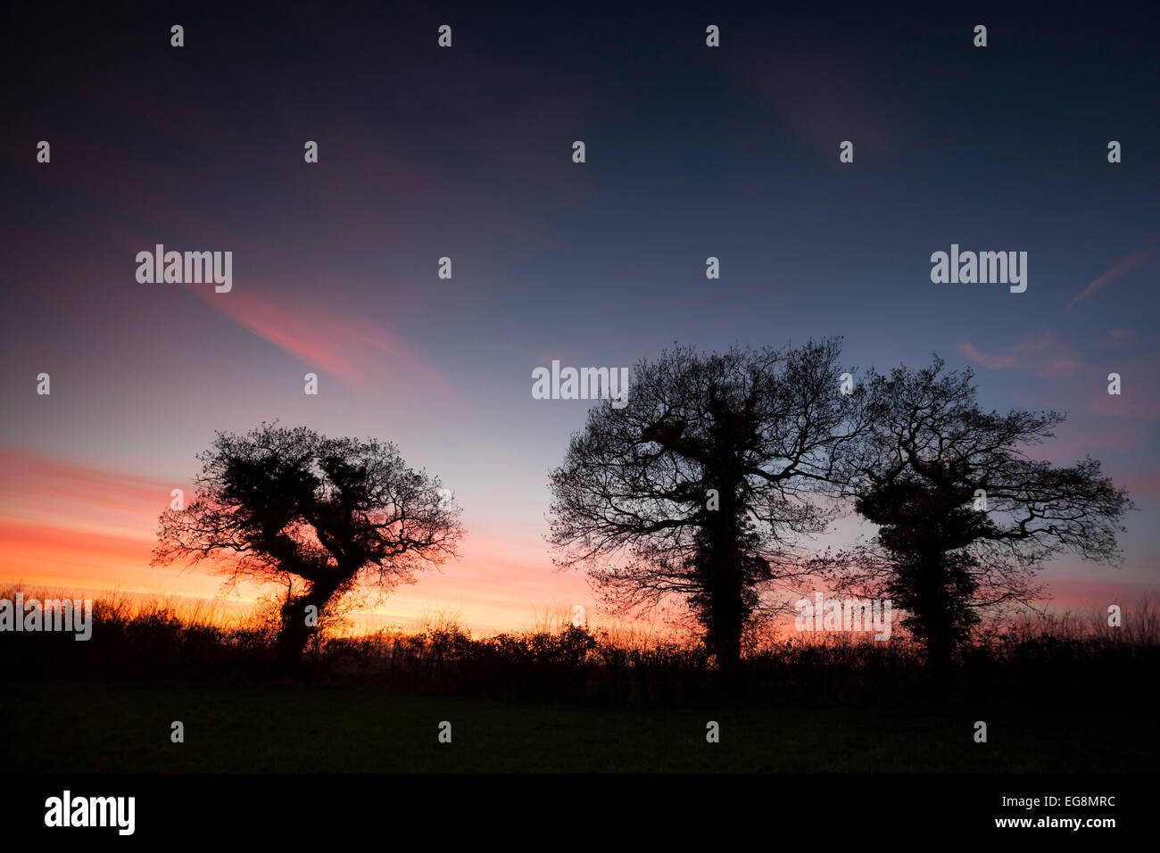 Three English oak trees on the skyline at sunset in Norfolk, England ...