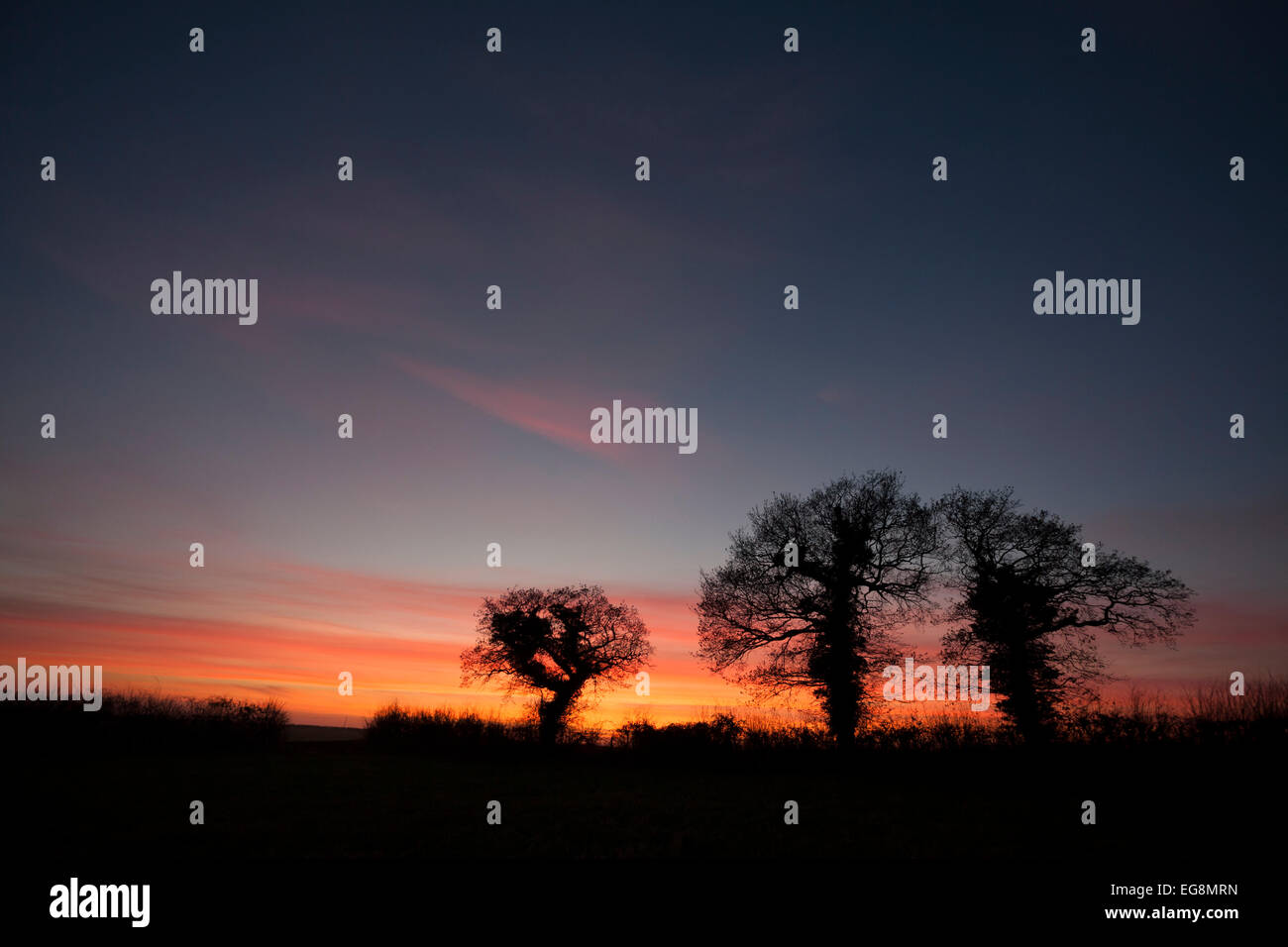 Three English oak trees on the skyline at sunset in Norfolk, England ...