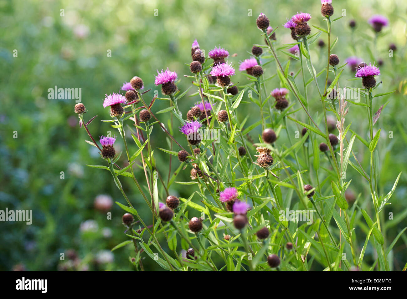 Comon knapweed hi-res stock photography and images - Alamy