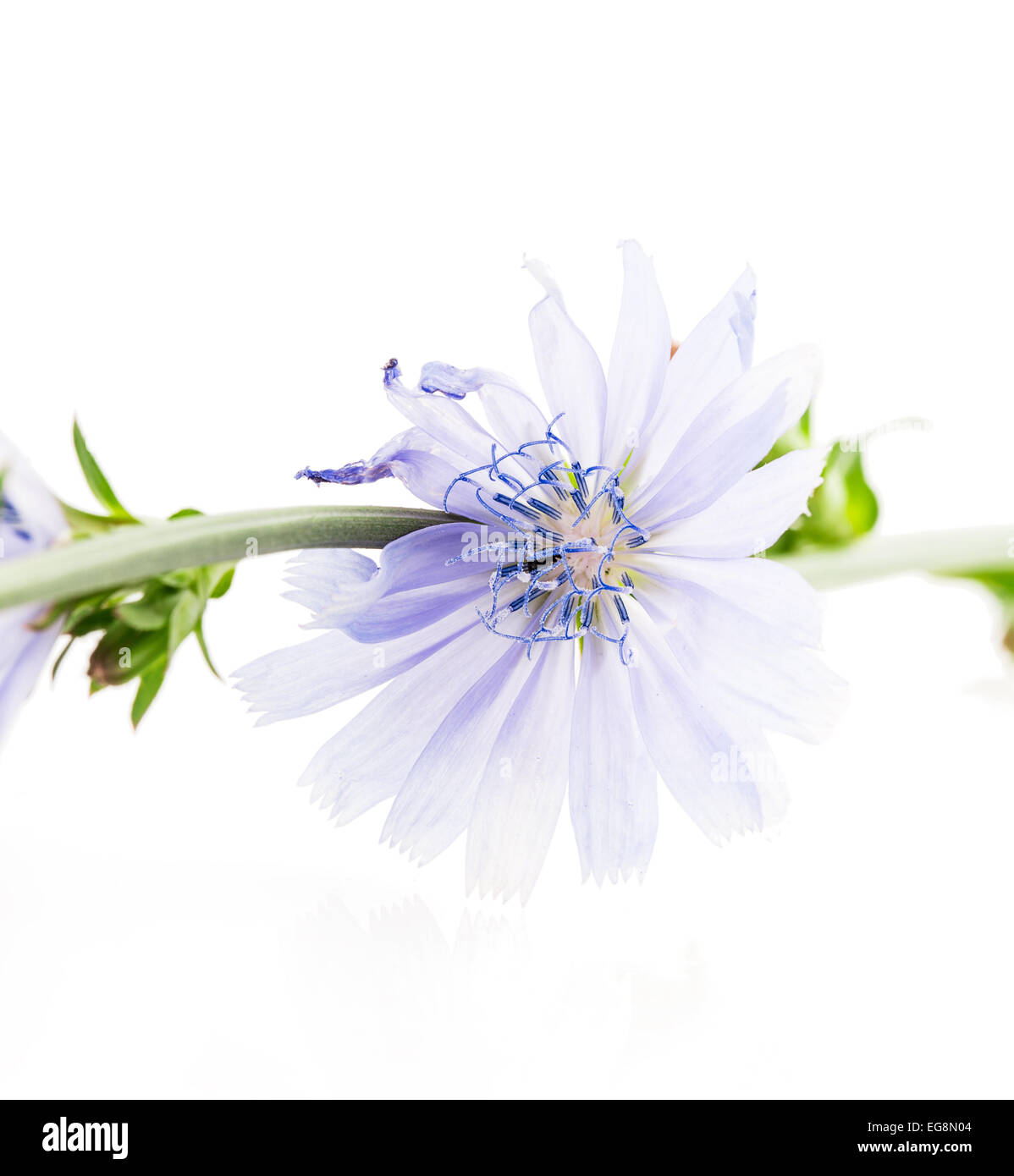 flower flowers isolated white background floral Stock Photo - Alamy