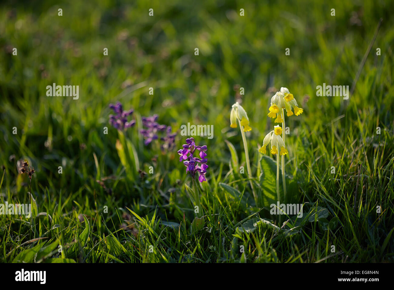 Early purple Orchid and cowslip Flowers in Wink's Meadow conservation ...