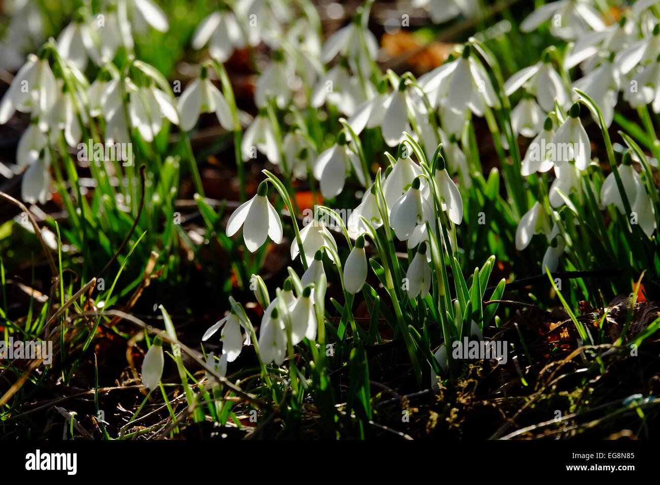 Snowdrops in sun light Stock Photo - Alamy
