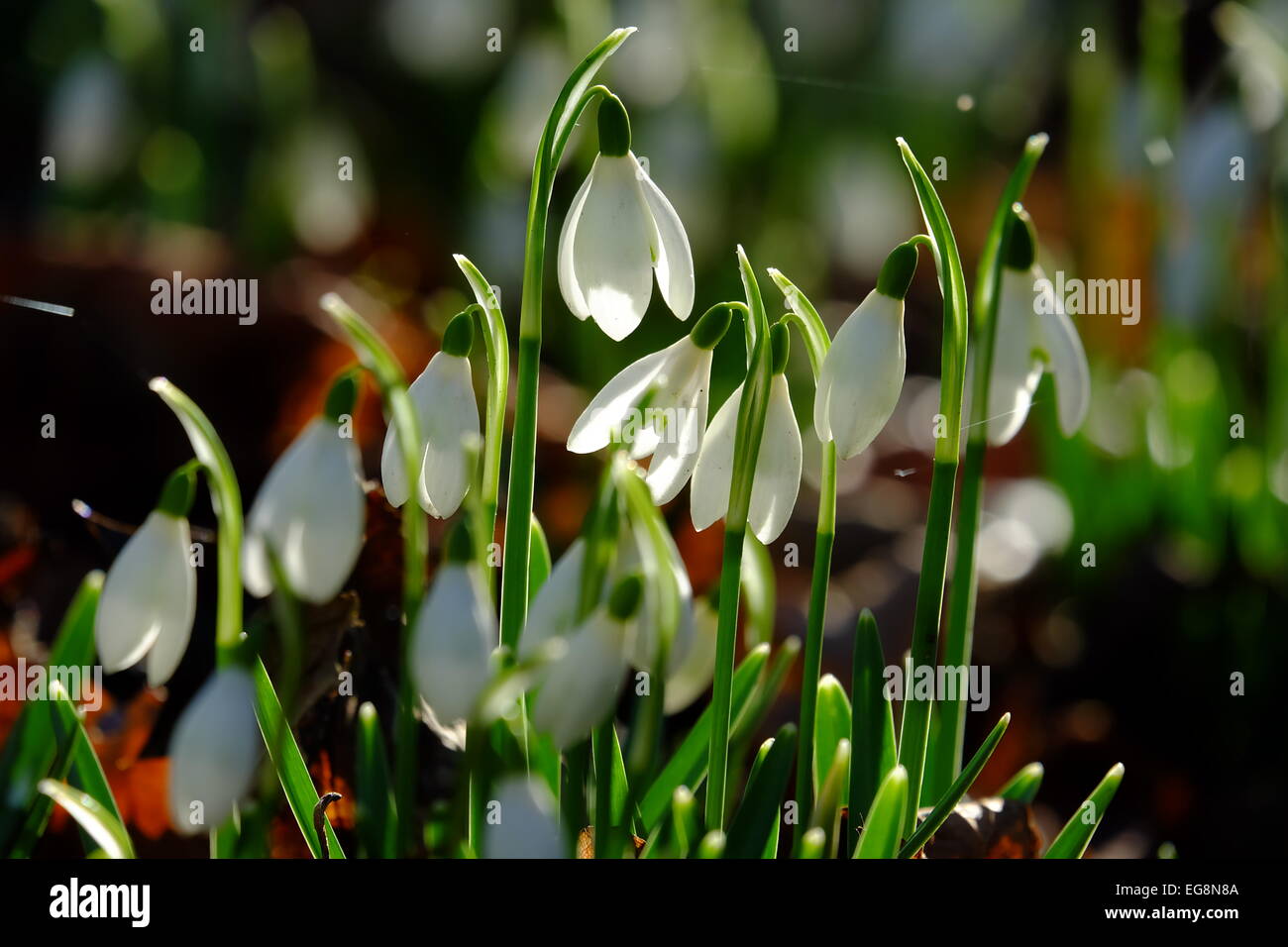 Snowdrops in sun light Stock Photo - Alamy