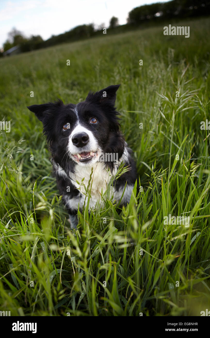 Border Collie dog out in the English countryside Stock Photo - Alamy