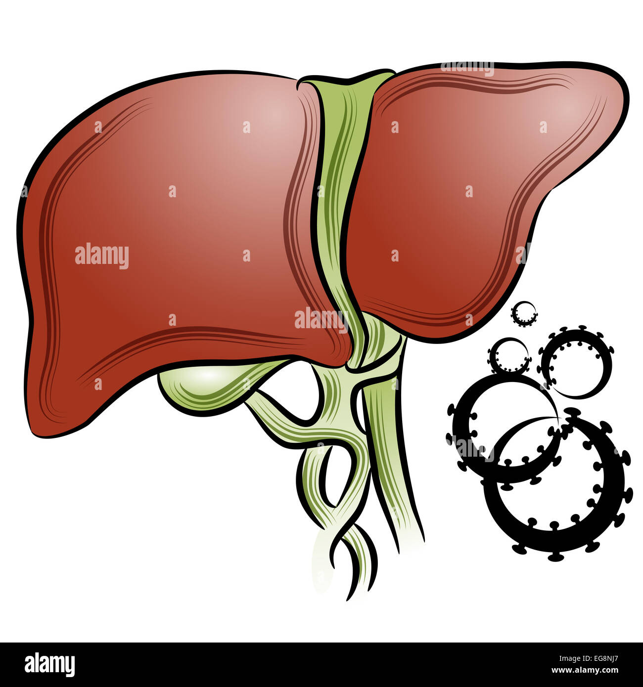 Liver human cartoon design Cut Out Stock Images & Pictures - Alamy
