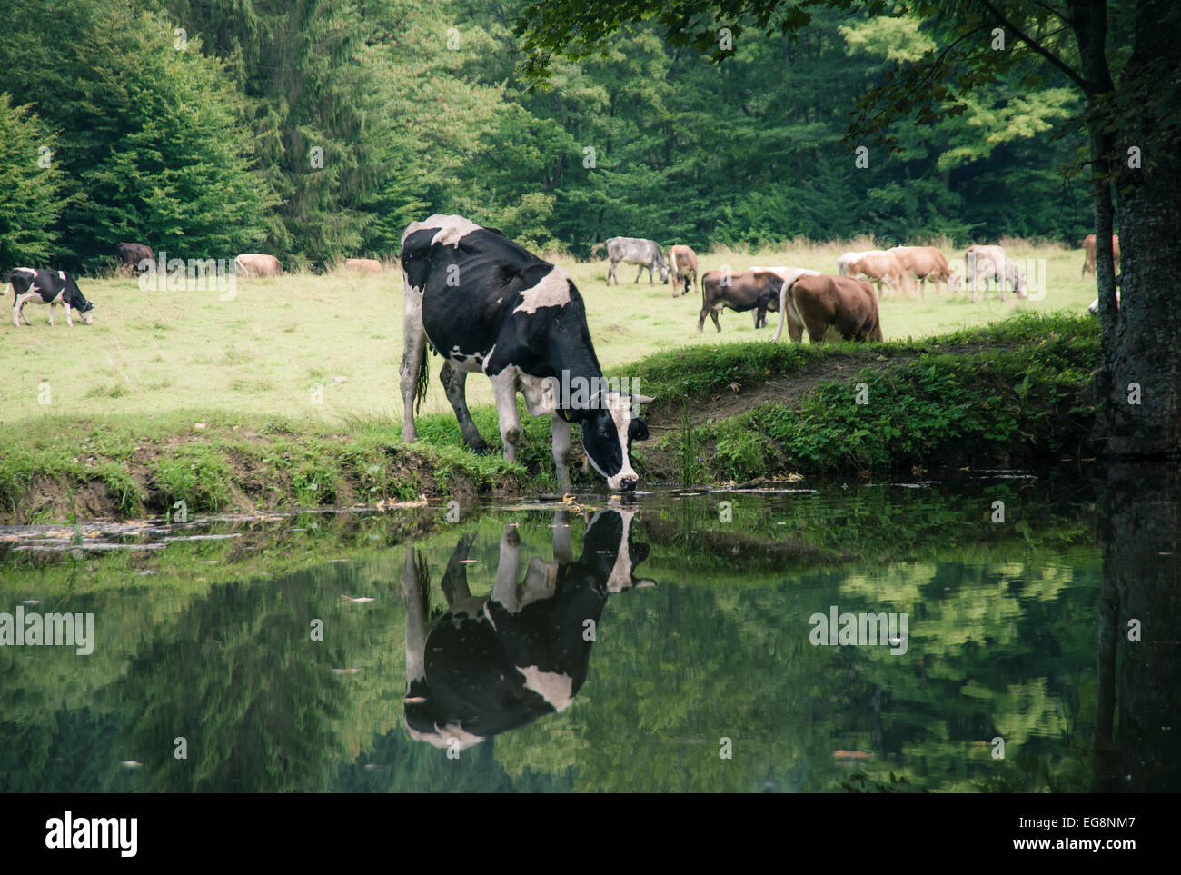 Cows in green field Stock Photo - Alamy