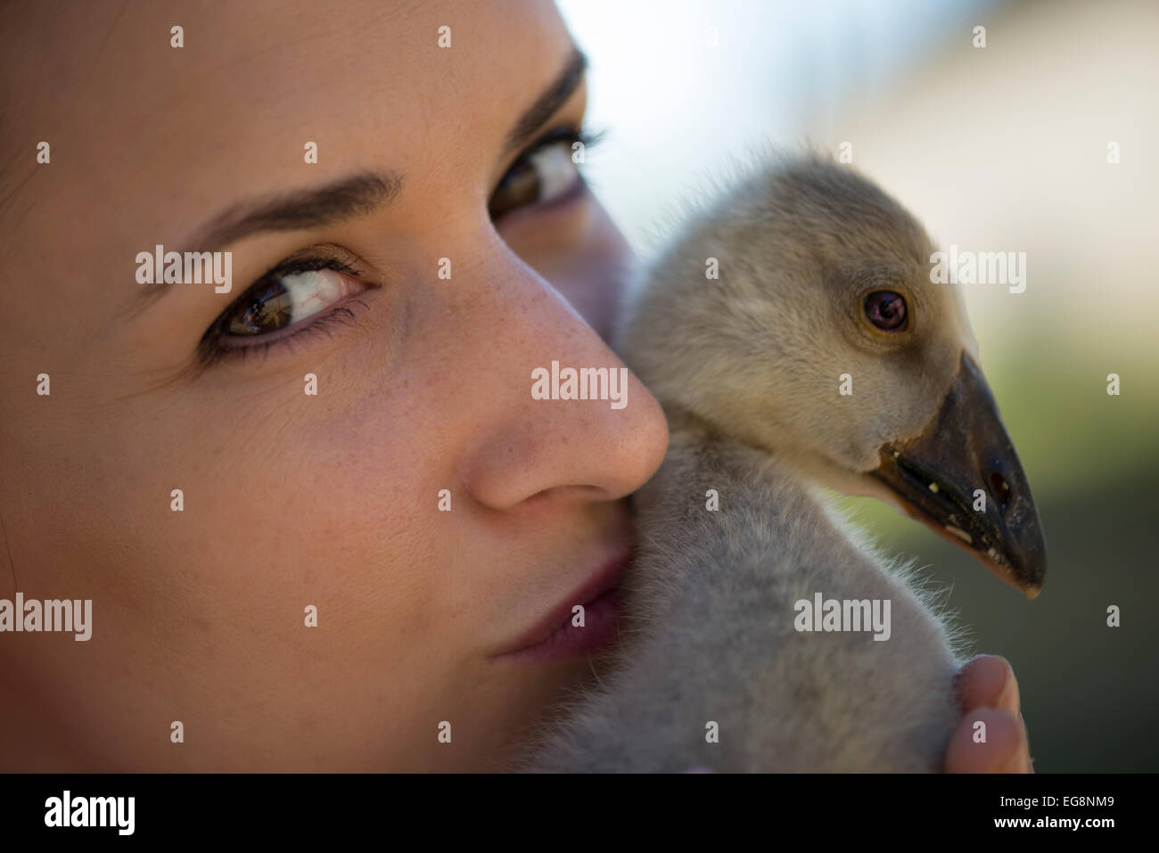 Mallard duckling face hi-res stock photography and images - Alamy