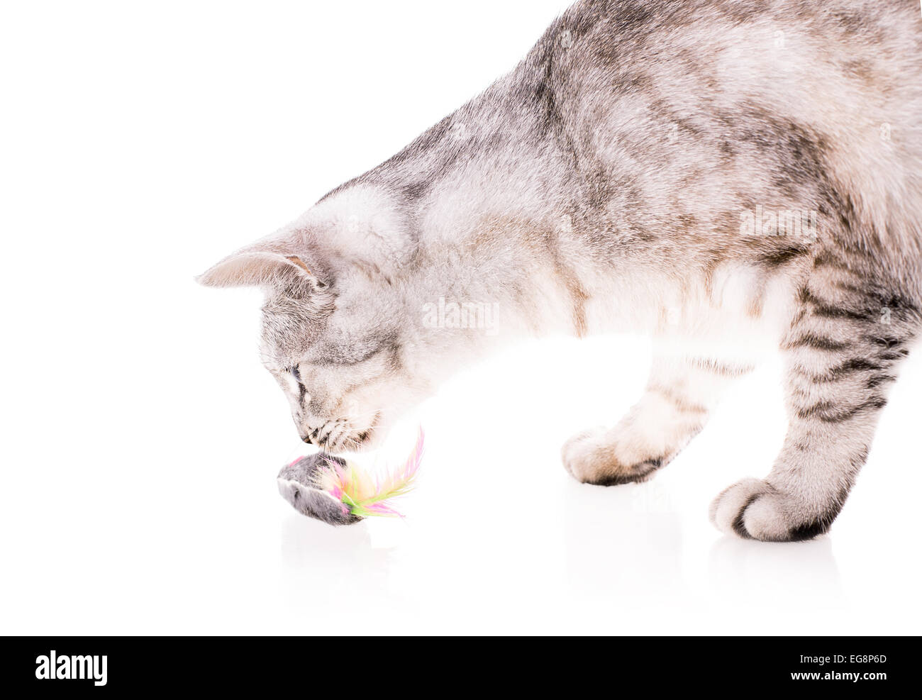 Young black cat plays mouse hi-res stock photography and images - Alamy
