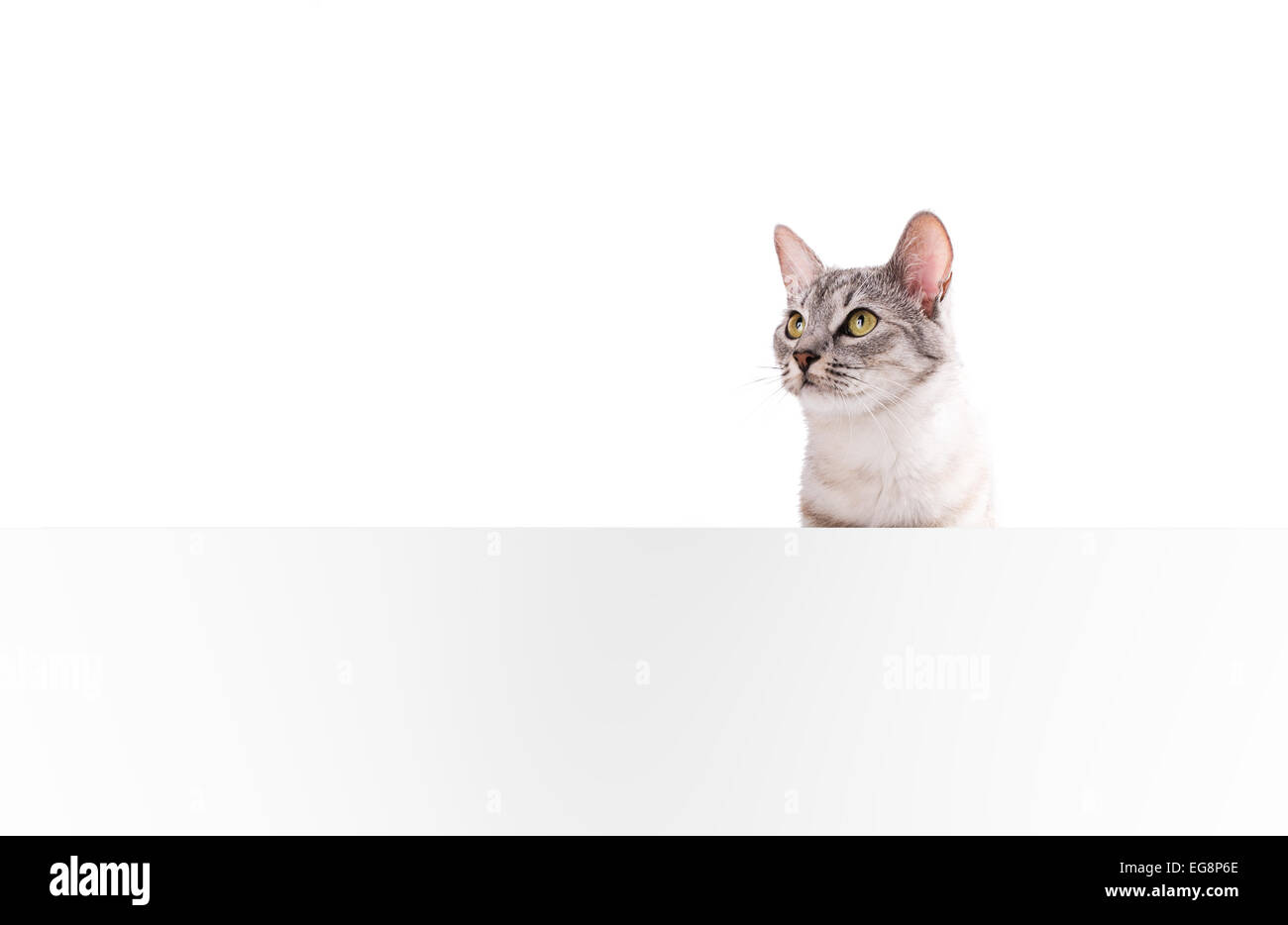 cat blank poster isolated on white background Stock Photo - Alamy