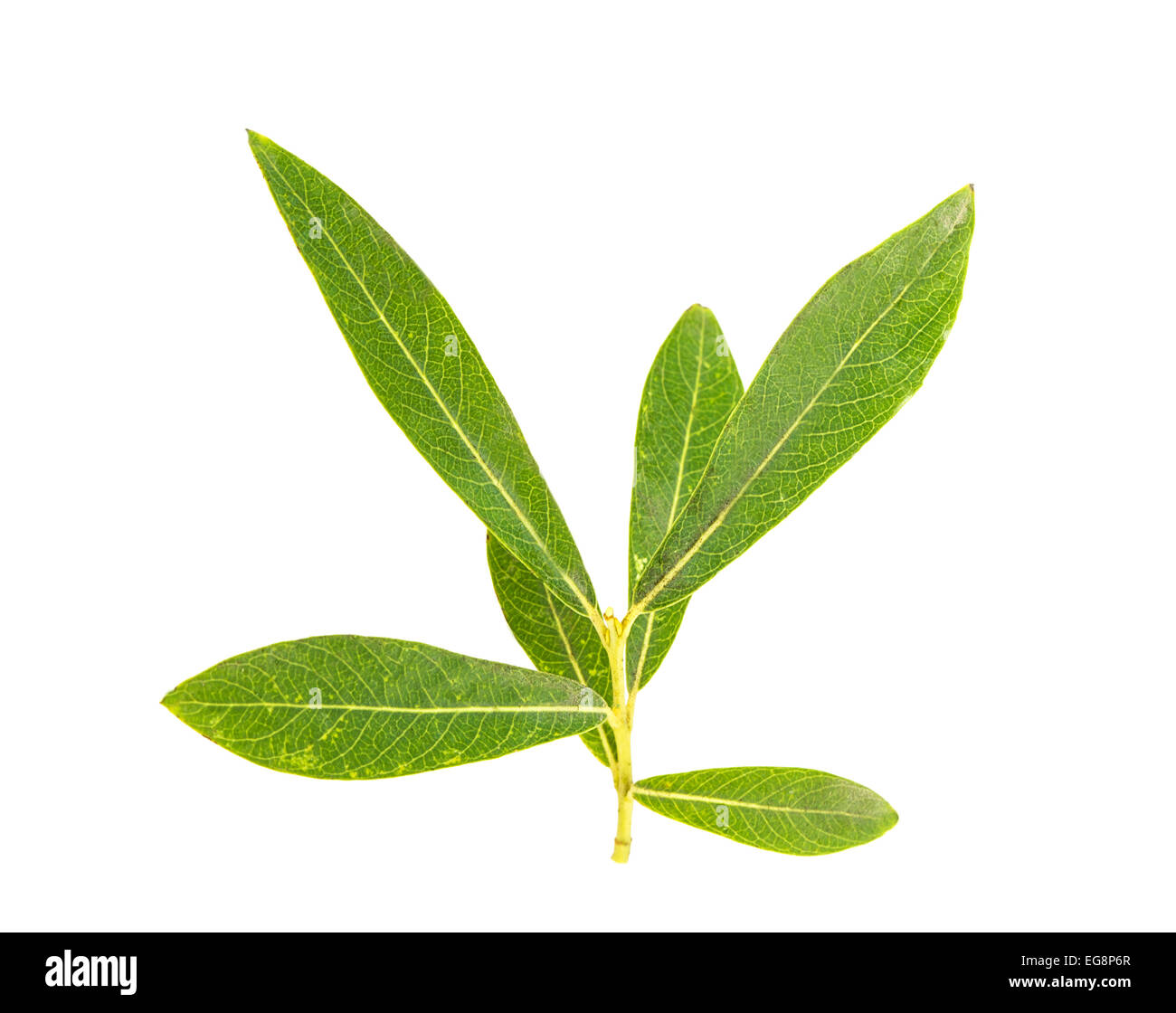 leaf isolated on white background Stock Photo - Alamy