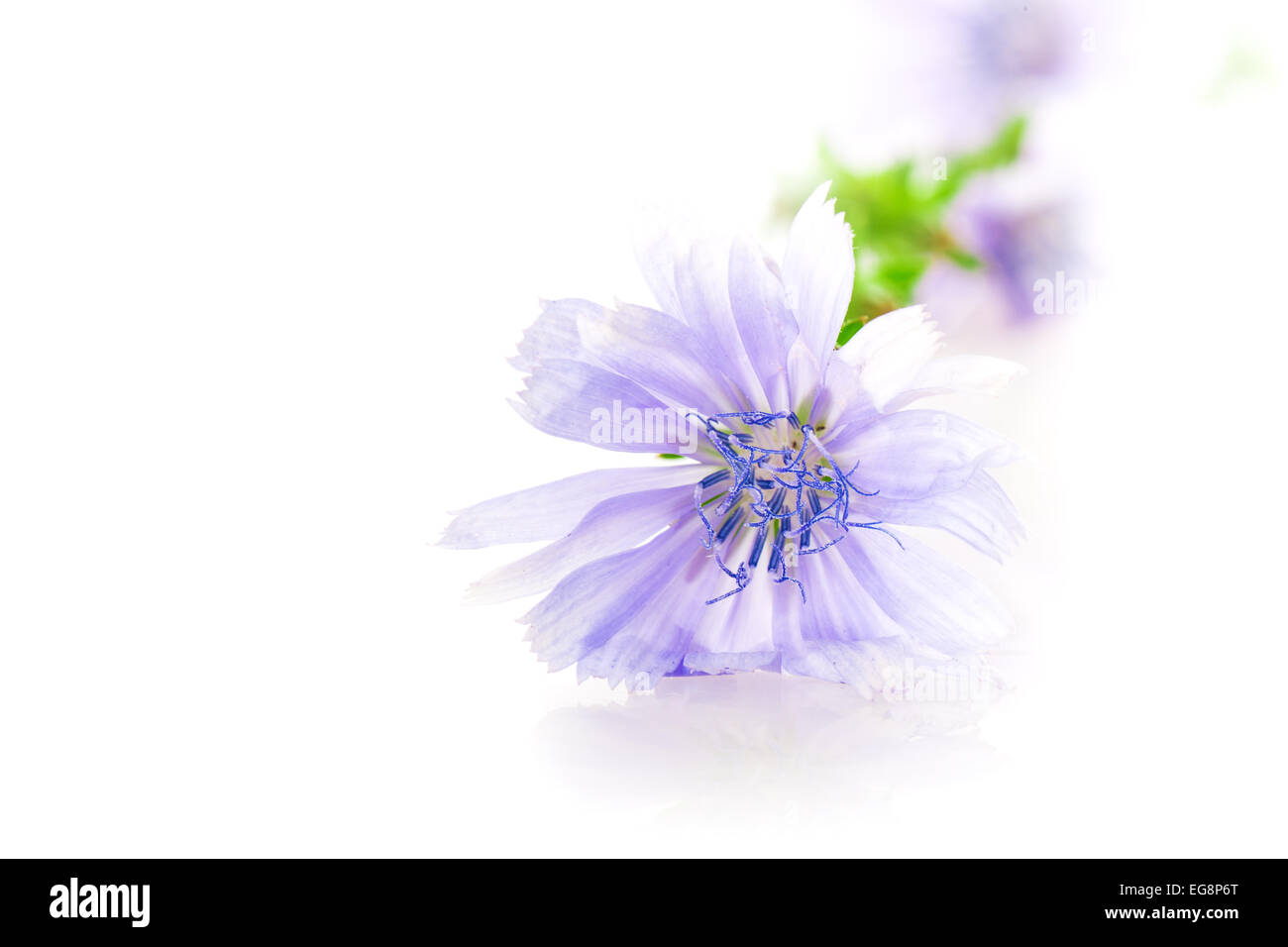 flower flowers isolated white background floral Stock Photo - Alamy