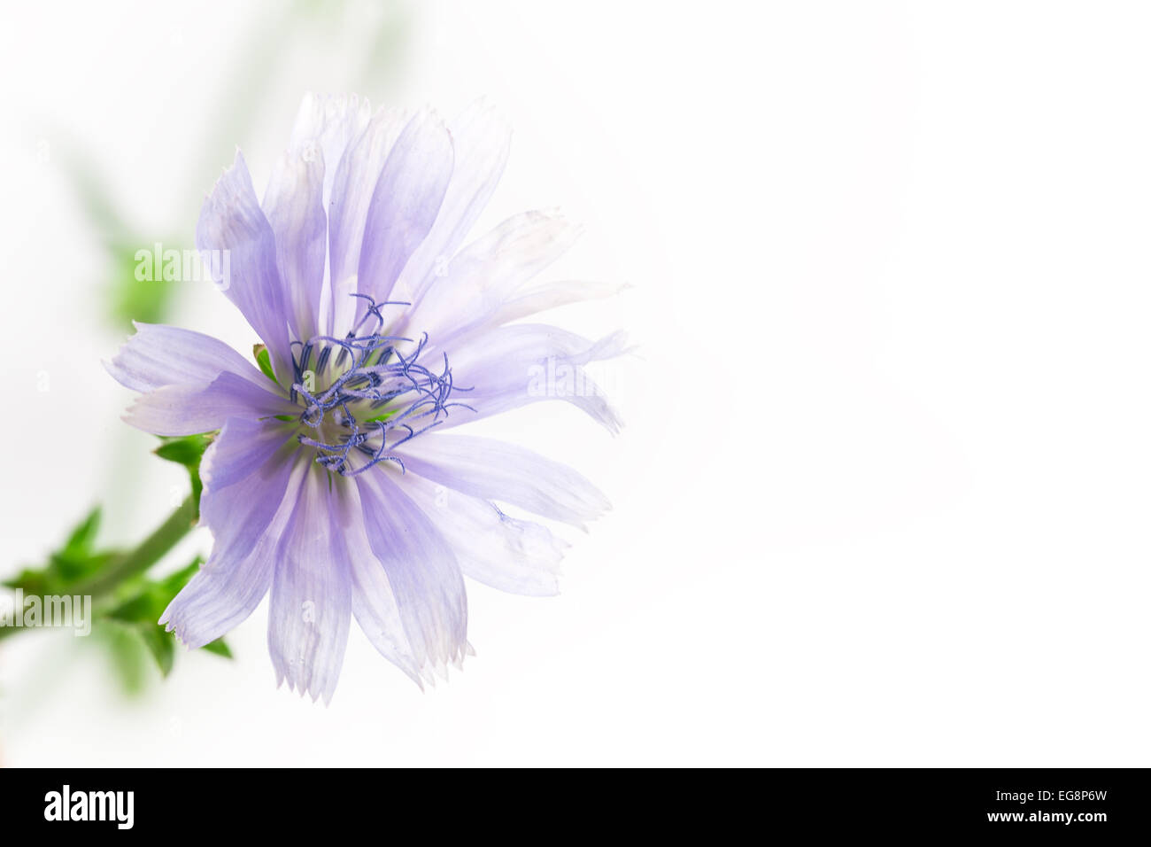 flower flowers isolated white background floral Stock Photo - Alamy