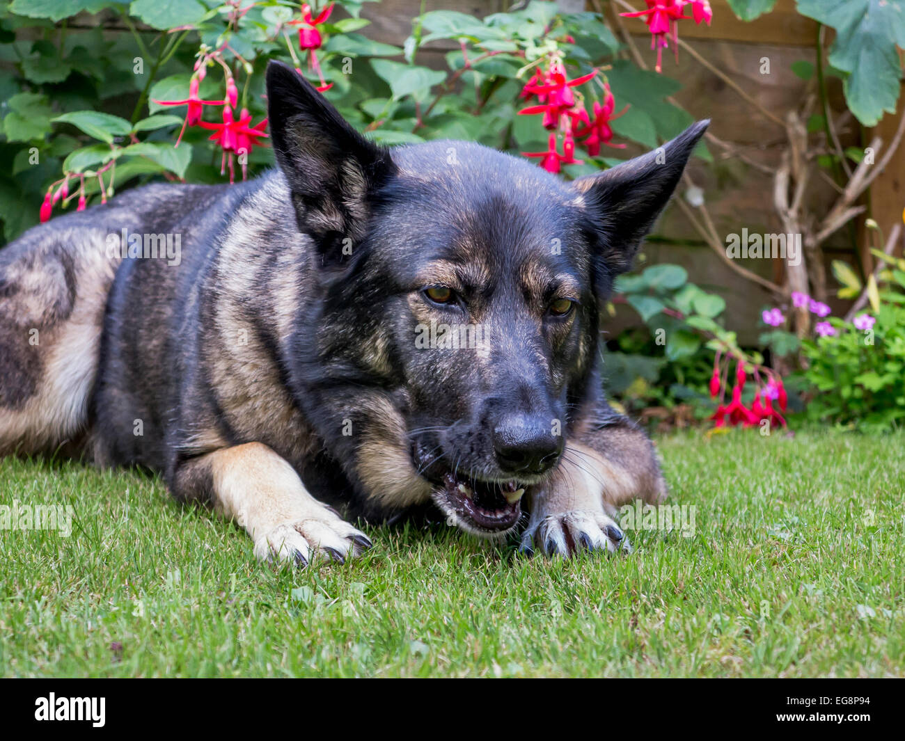 Inuit dog hi-res stock photography and images - Alamy