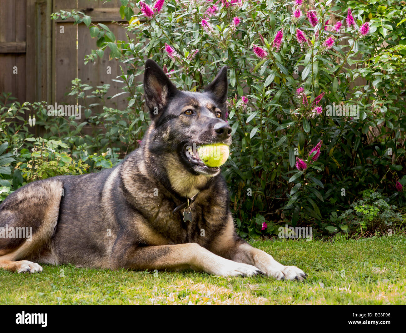 Inuit dog hi-res stock photography and images - Alamy