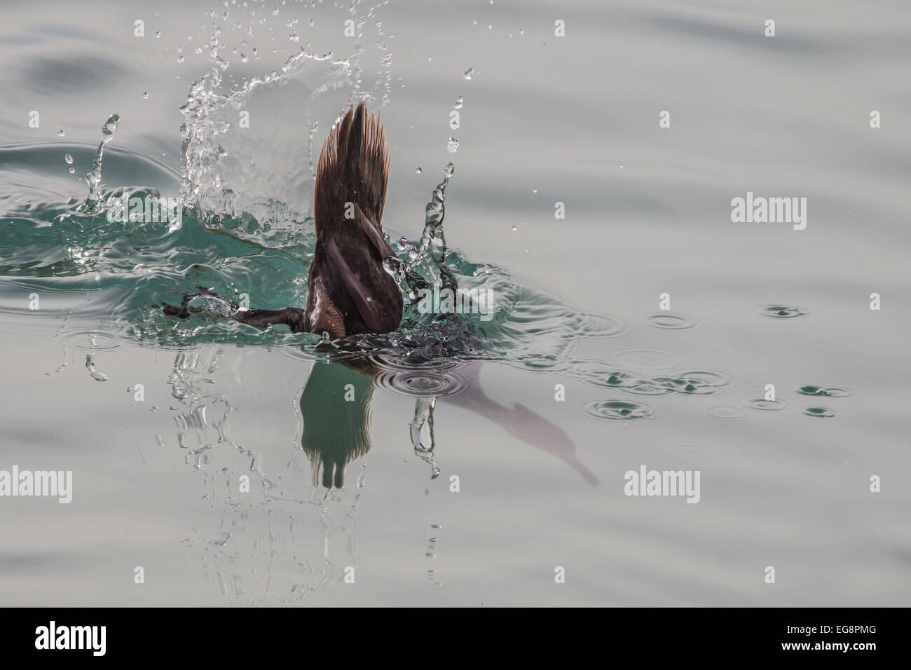 Diving duck underwater hi-res stock photography and images - Alamy