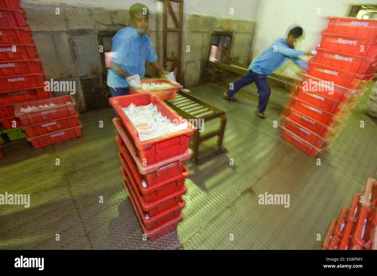 pasteurised milk is put in half litre packs and crated up for ...