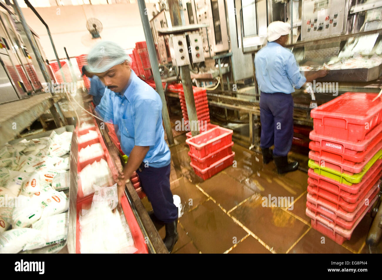 pasteurised milk is put in half litre packs and crated up for ...