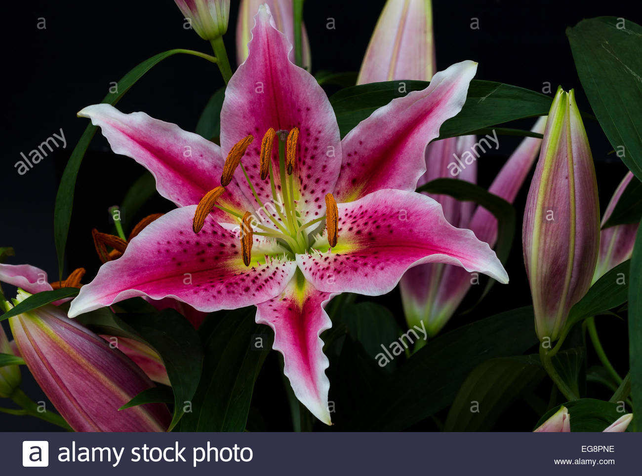 Asiatic Lily High Resolution Stock Photography and Images - Alamy