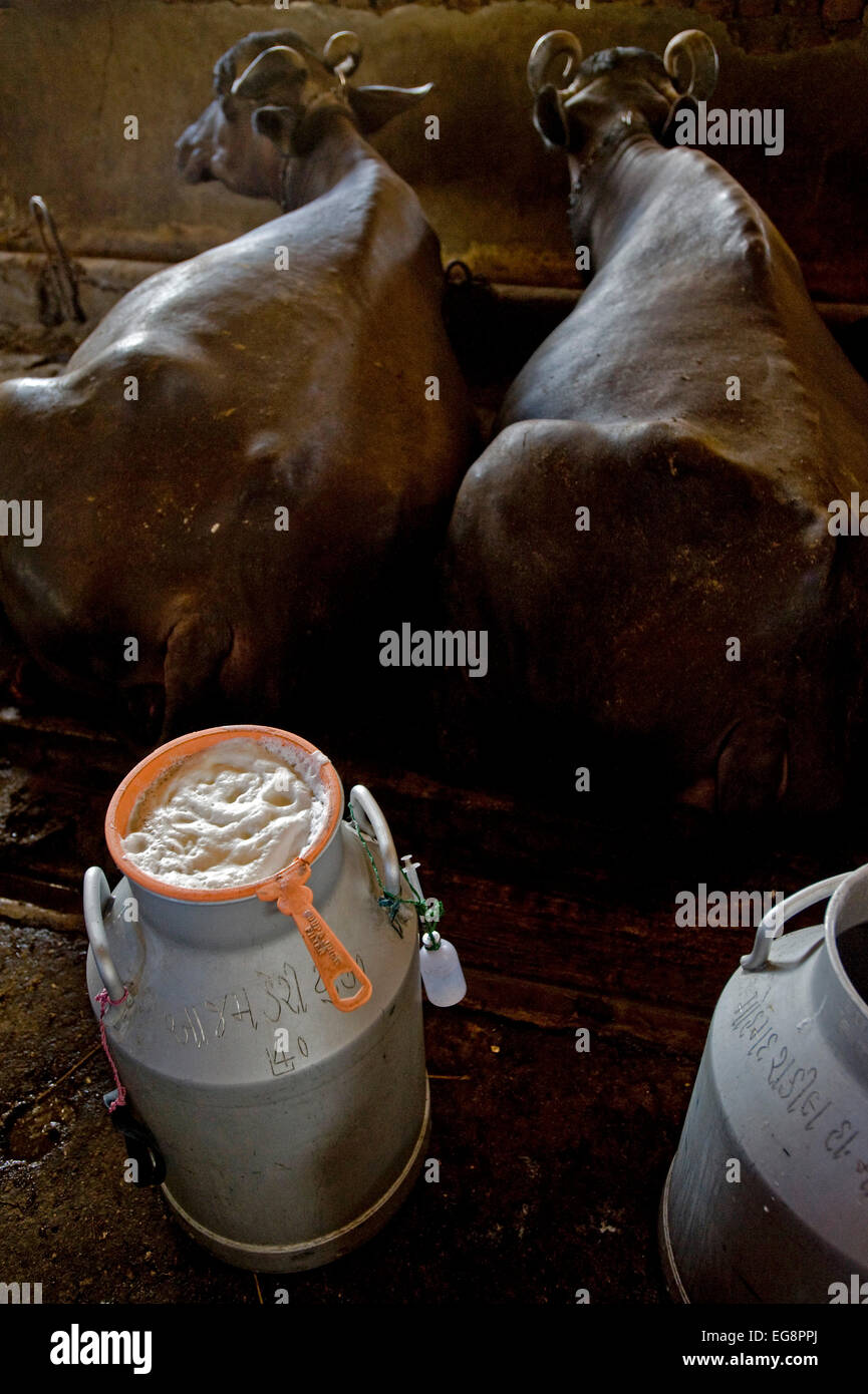 Aarey Milk Colony is a conglomeration of private buffalo dairy farms ...