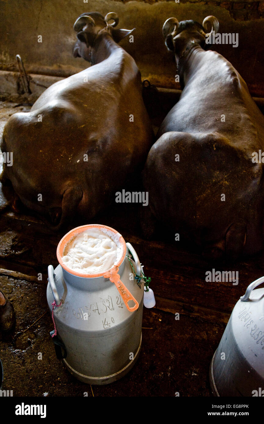 Aarey Milk Colony is a conglomeration of private buffalo dairy farms ...