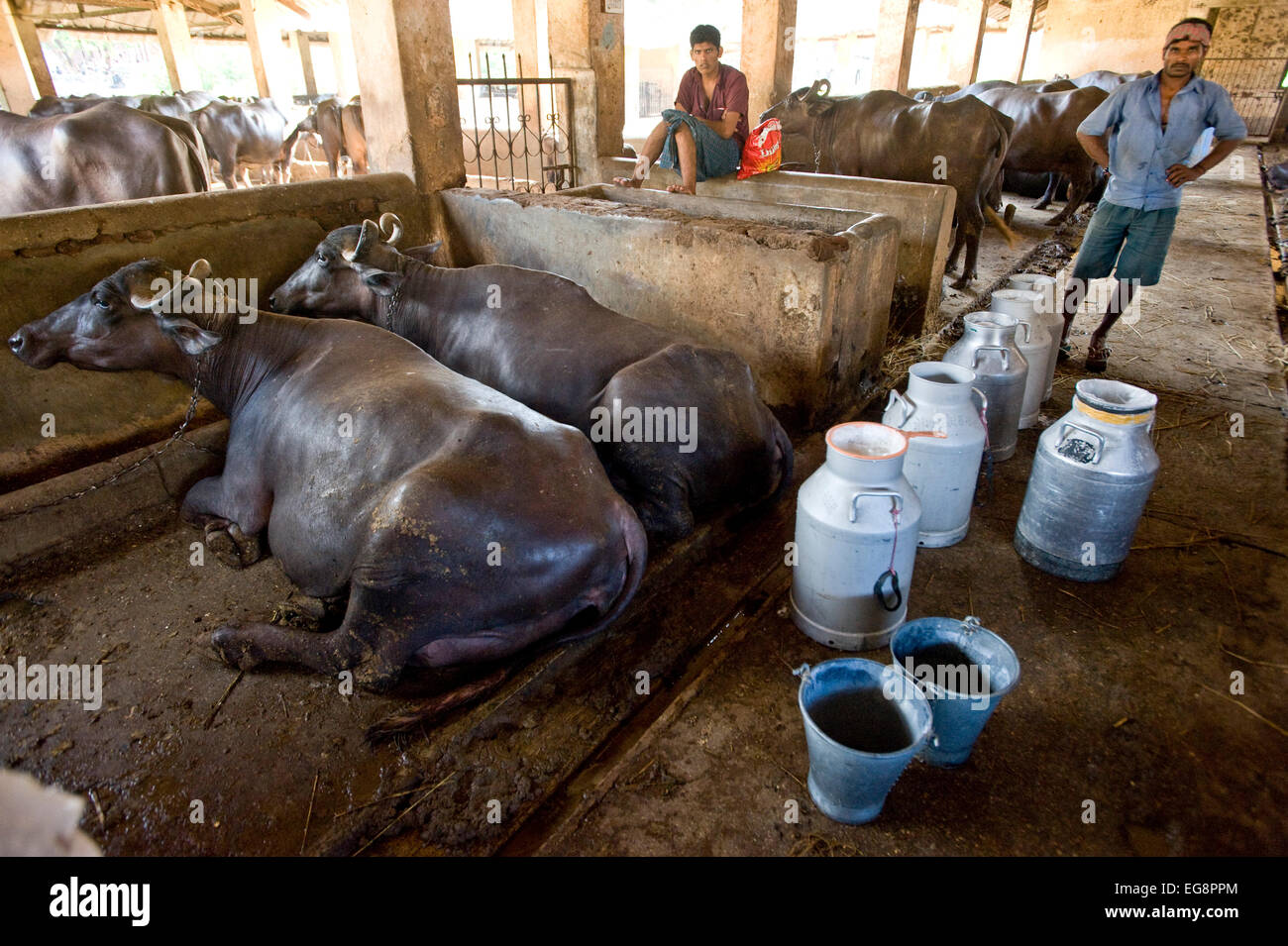 Aarey Milk Colony is a conglomeration of private buffalo dairy farms ...