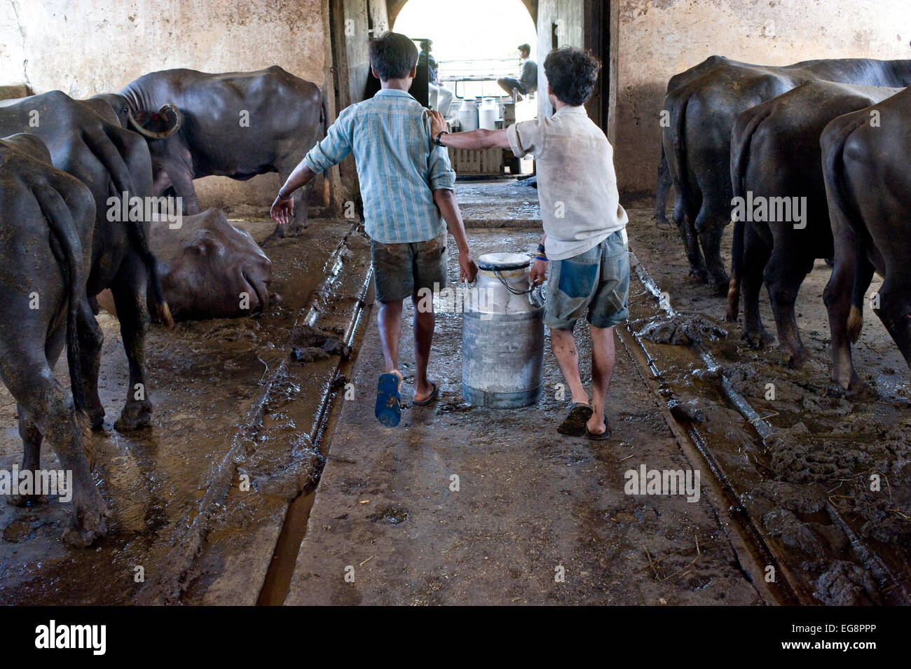 Aarey Milk Colony is a conglomeration of private buffalo dairy farms ...
