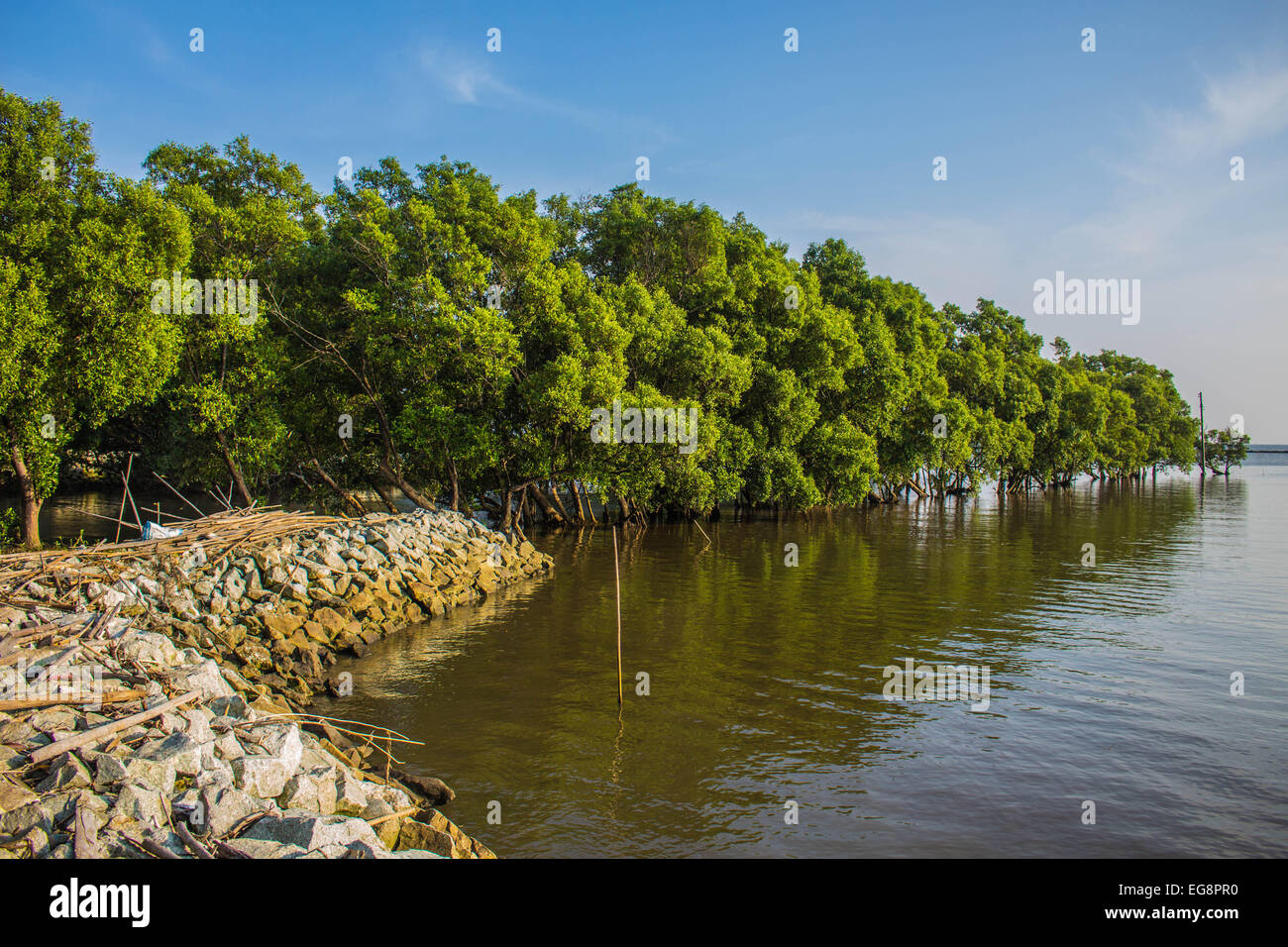 Trees along of the coast Stock Photo - Alamy